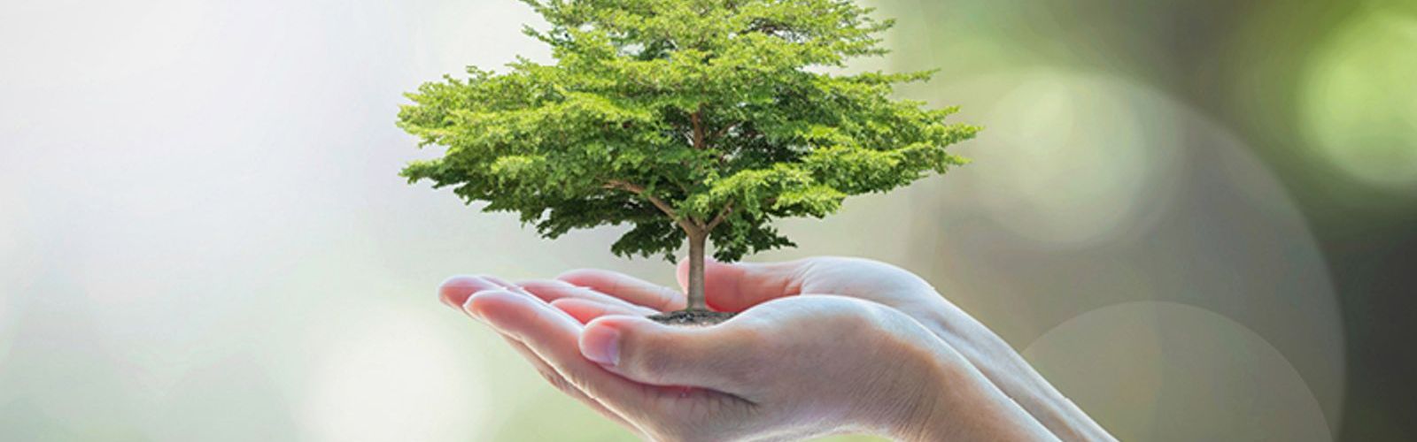 The power of planting